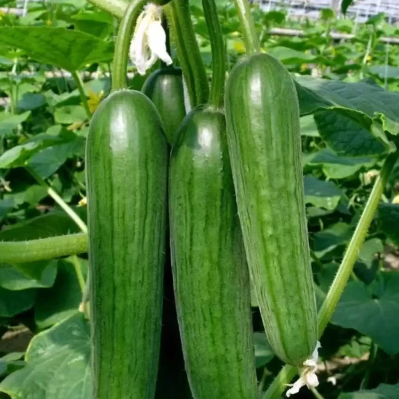 Grafted Cucumber Seedling